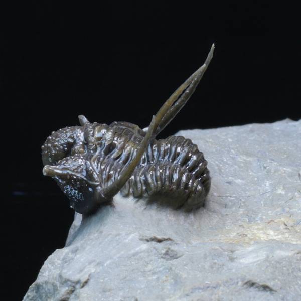 Trilobitter fra Marokko - Naturens Mangfold AS