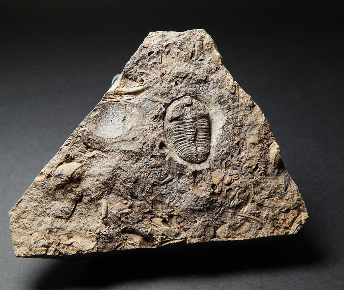 Trilobitt (Ctenocephalus coronatus) - Naturens Mangfold AS